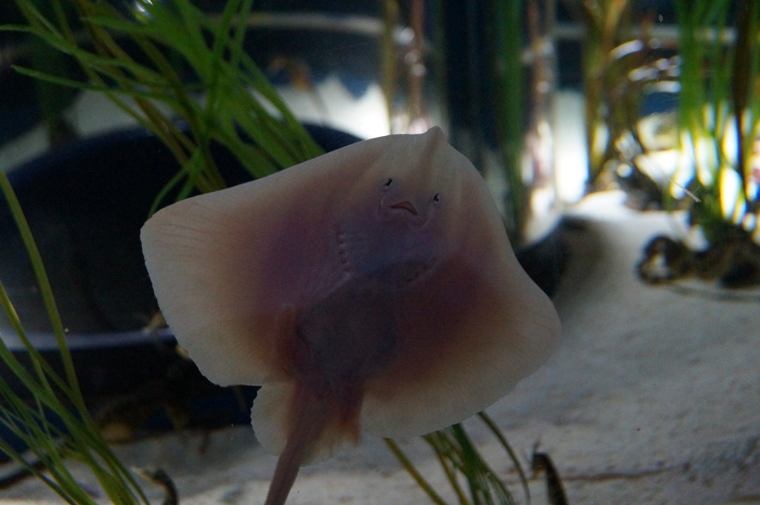 BABY SOUTHERN STINGRAYS BORN AT BLUE REEF AQUARIUM - Blue Reef Aquarium