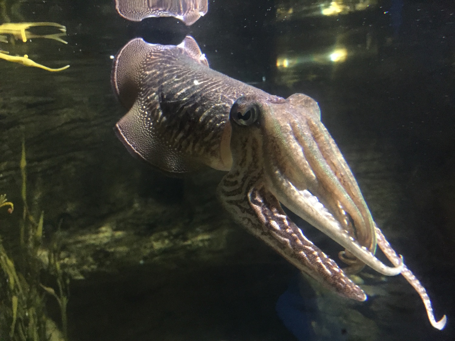 BLUE REEF WELCOMES BABY CUTTLEFISH - Blue Reef Aquarium