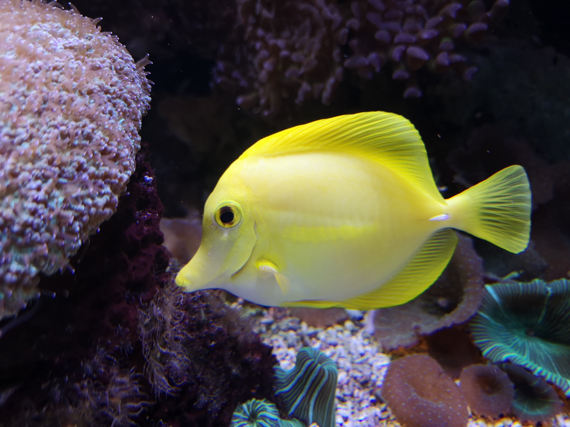 Second Temporary Closure for Blue Reef Aquarium - Blue Reef Aquarium