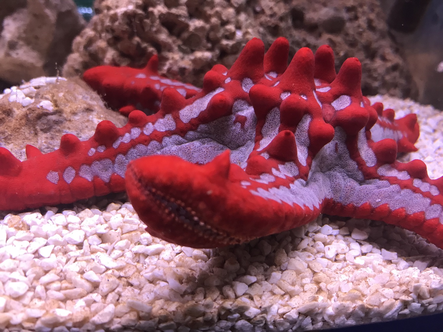 MERRY FISH-MAS AT BLUE REEF - Blue Reef Aquarium