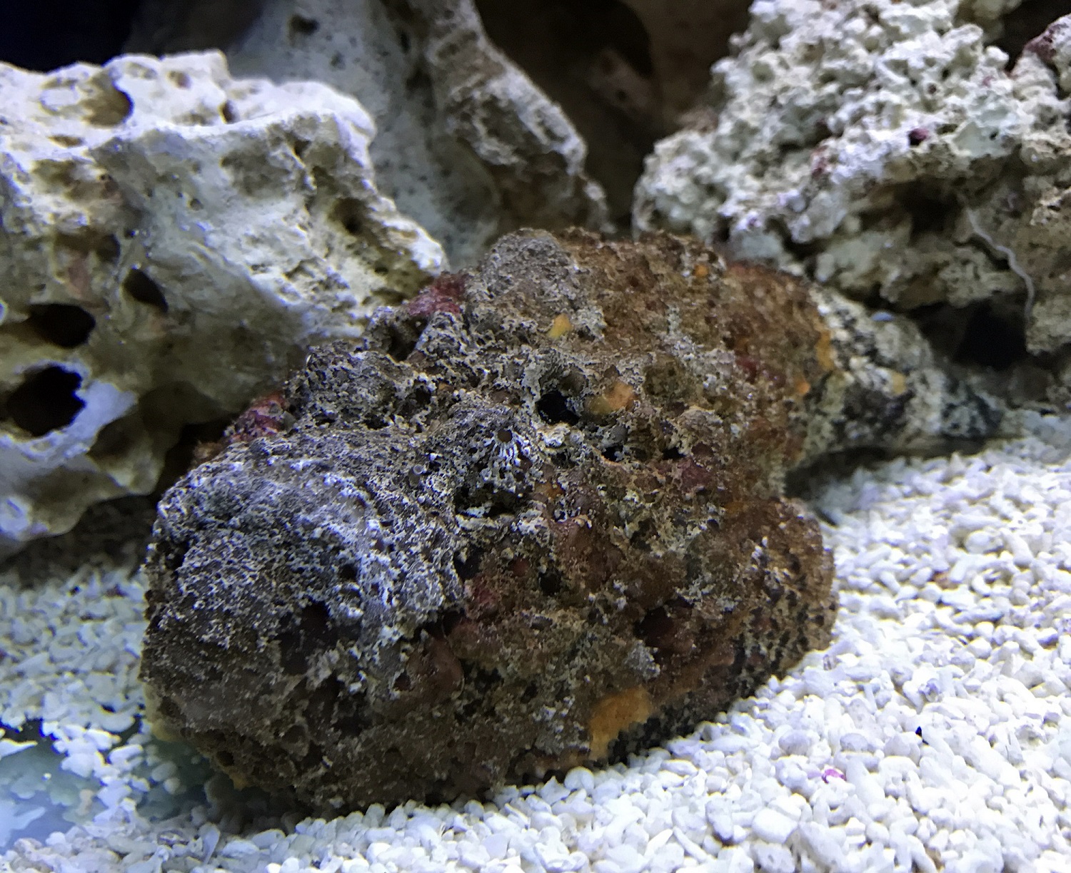 MEET THE PREDATORS AT BLUE REEF AQUARIUM - Blue Reef Aquarium