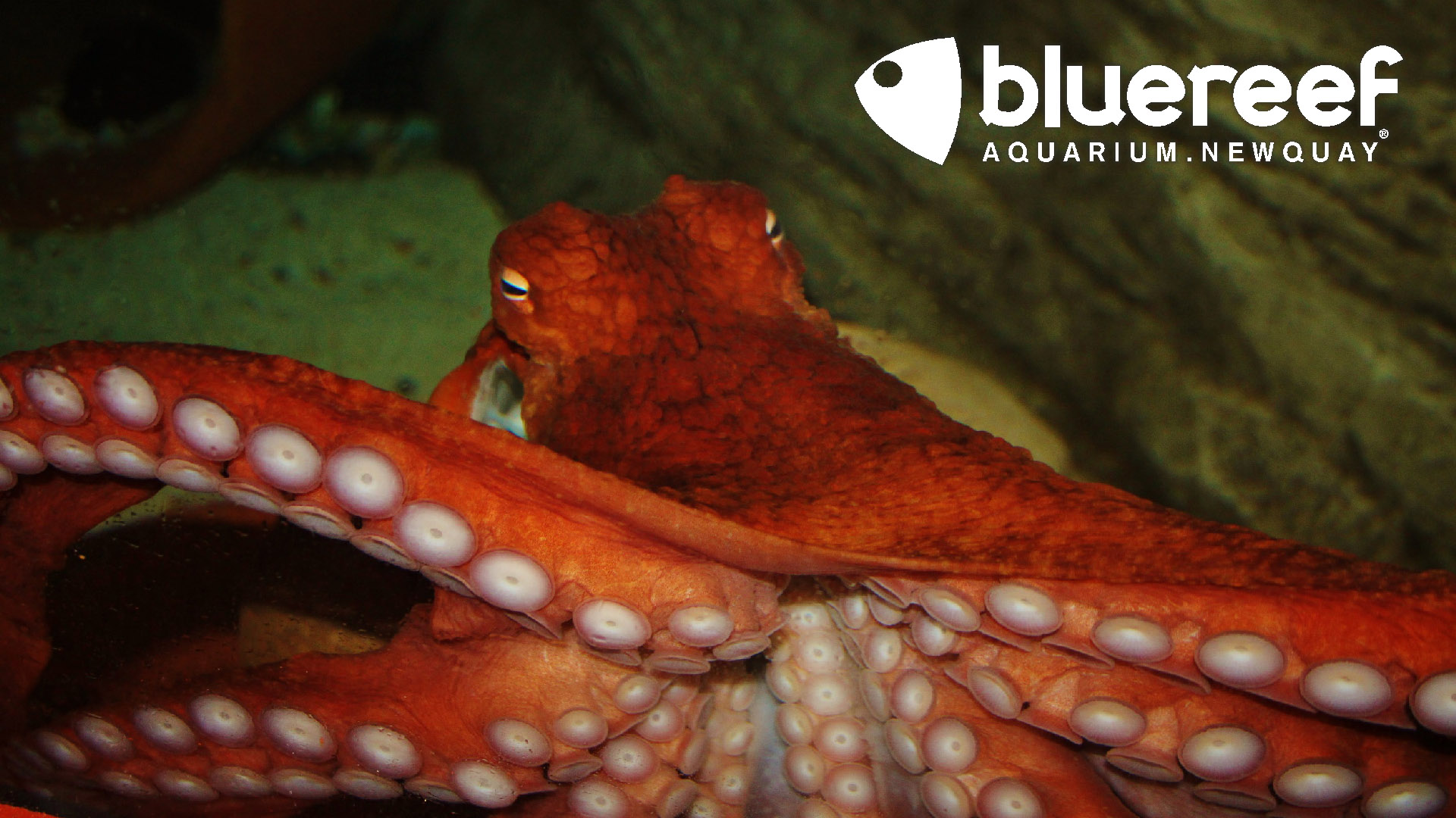 Giant Pacific Octopus Sneaks Two Dinners! - Blue Reef Aquarium