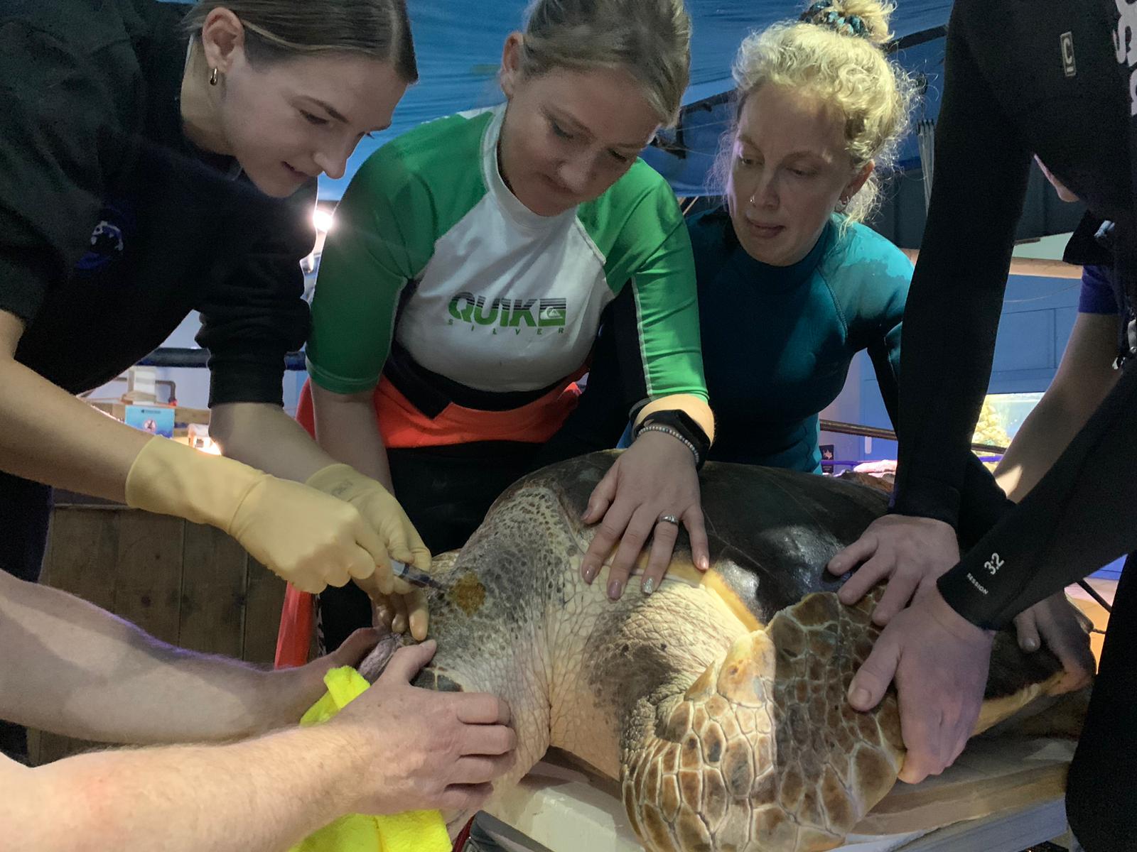 Blind Loggerhead Sea Turtle has Bi-Annual Vet Visit - Blue Reef Aquarium
