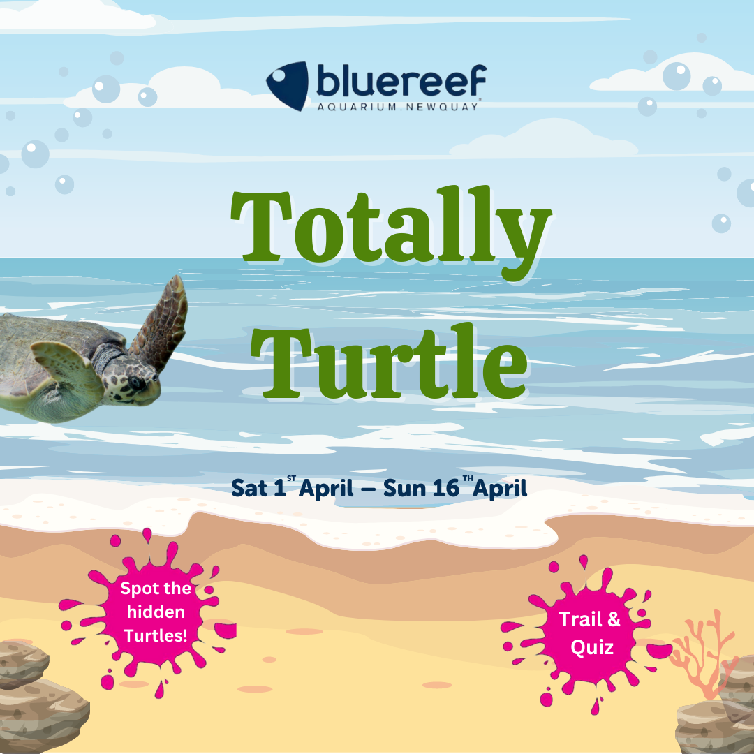 Bull Huss Sharks at the Blue Reef Aquarium! - Blue Reef Aquarium