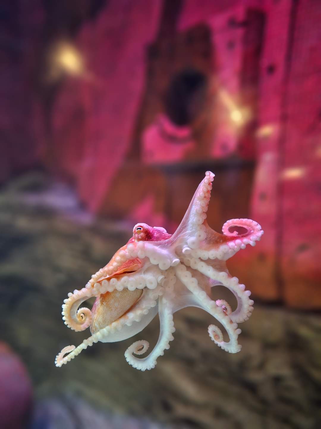 What's On | Events & Experiences | Blue Reef Aquarium Newquay