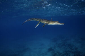 How Fast are Crocodiles? - Blue Reef Aquarium