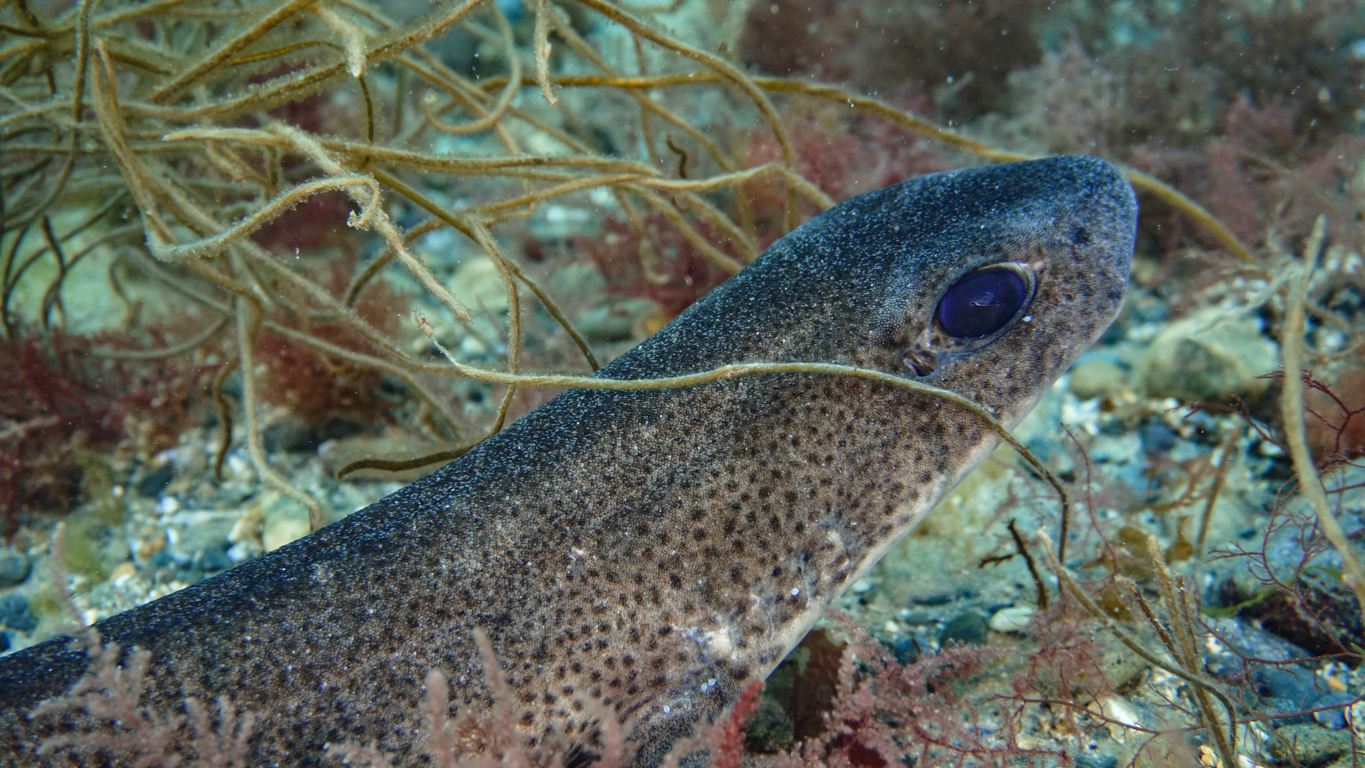 Lesser Spotted Catshark and Their Predators - Blue Reef Aquarium