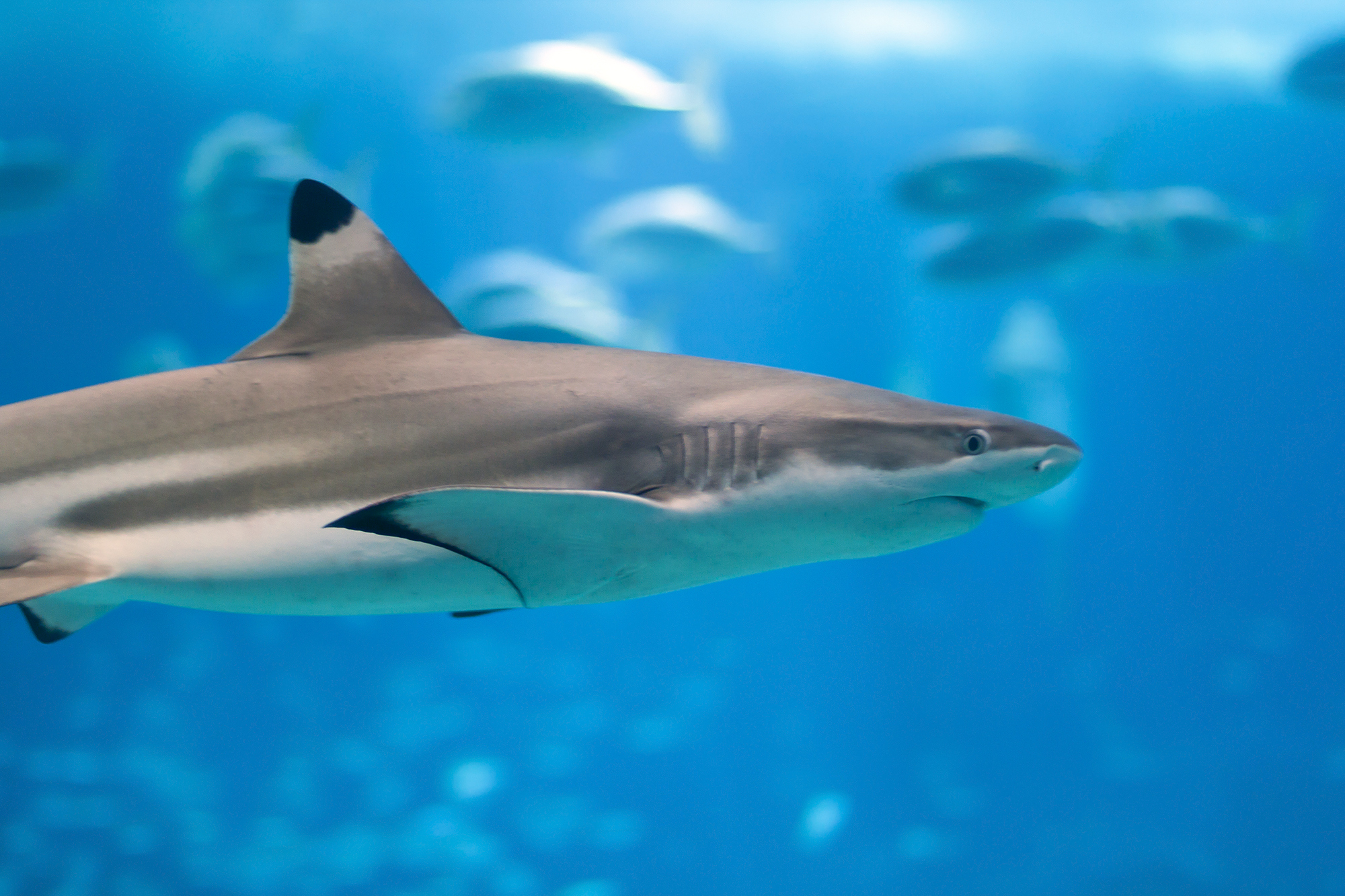 Everything You Need to Know About Blacktip Reef Sharks - Blue Reef Aquarium