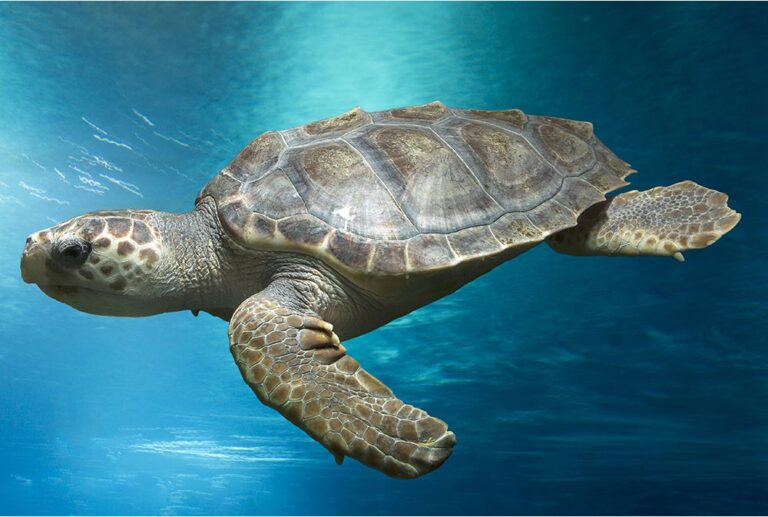 Fascinating Facts You Should Know About Loggerhead Sea Turtles - Blue ...