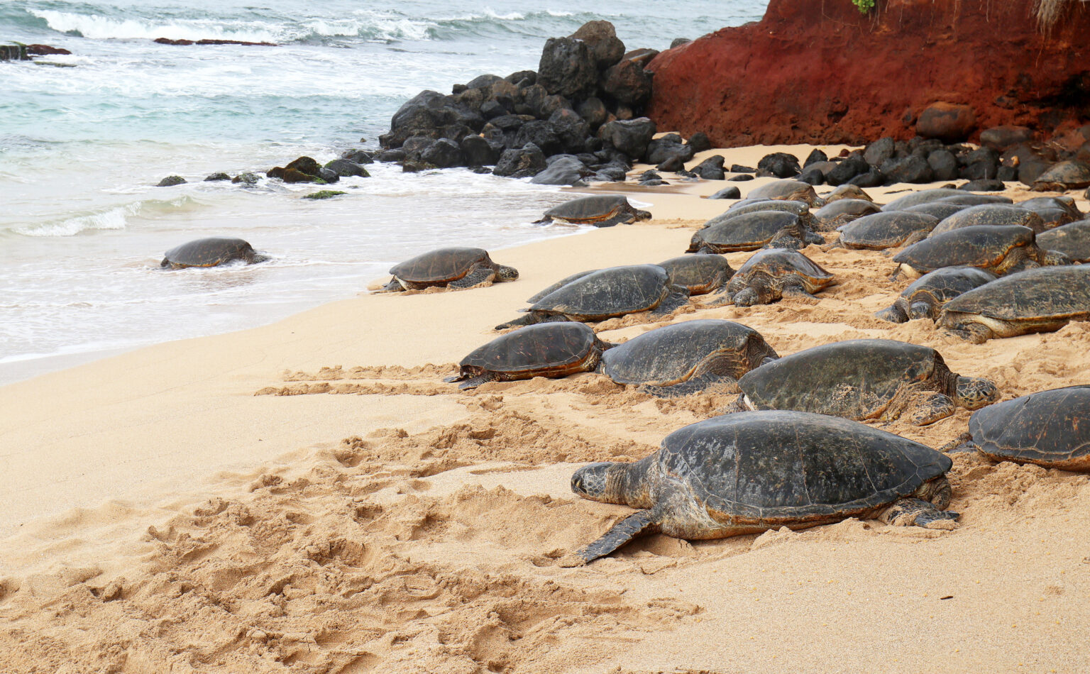 Understanding the Correct Collective Name for Animal Groups - Blue Reef ...