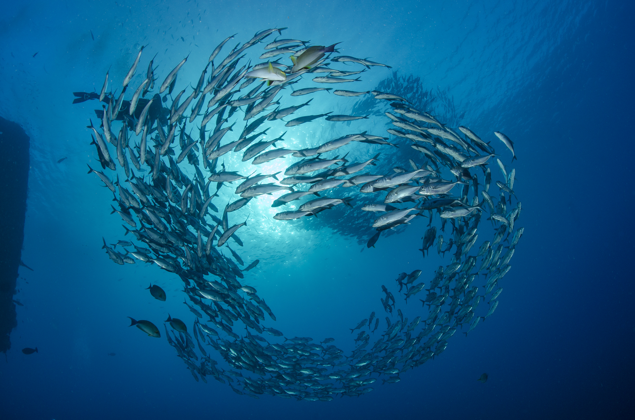 Understanding the Correct Collective Name for Animal Groups - Blue Reef ...