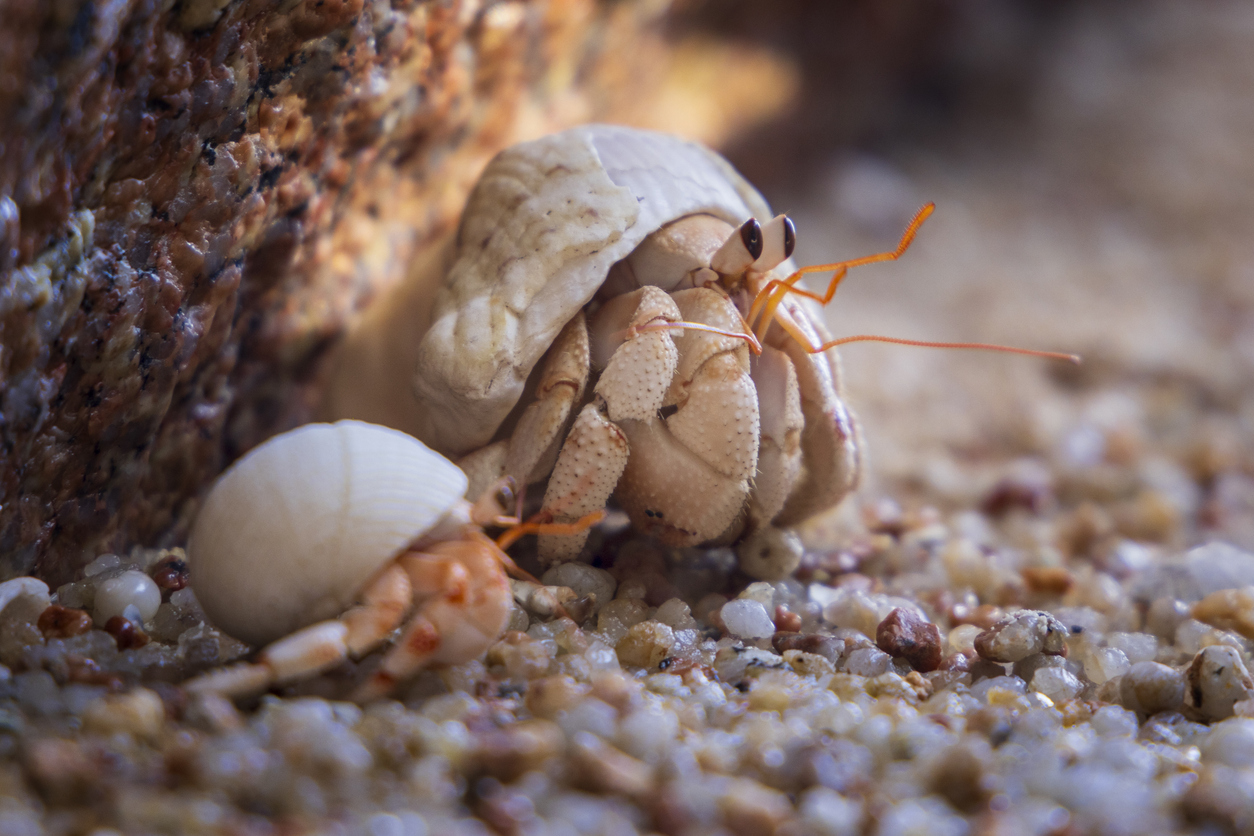 Hermit crab store