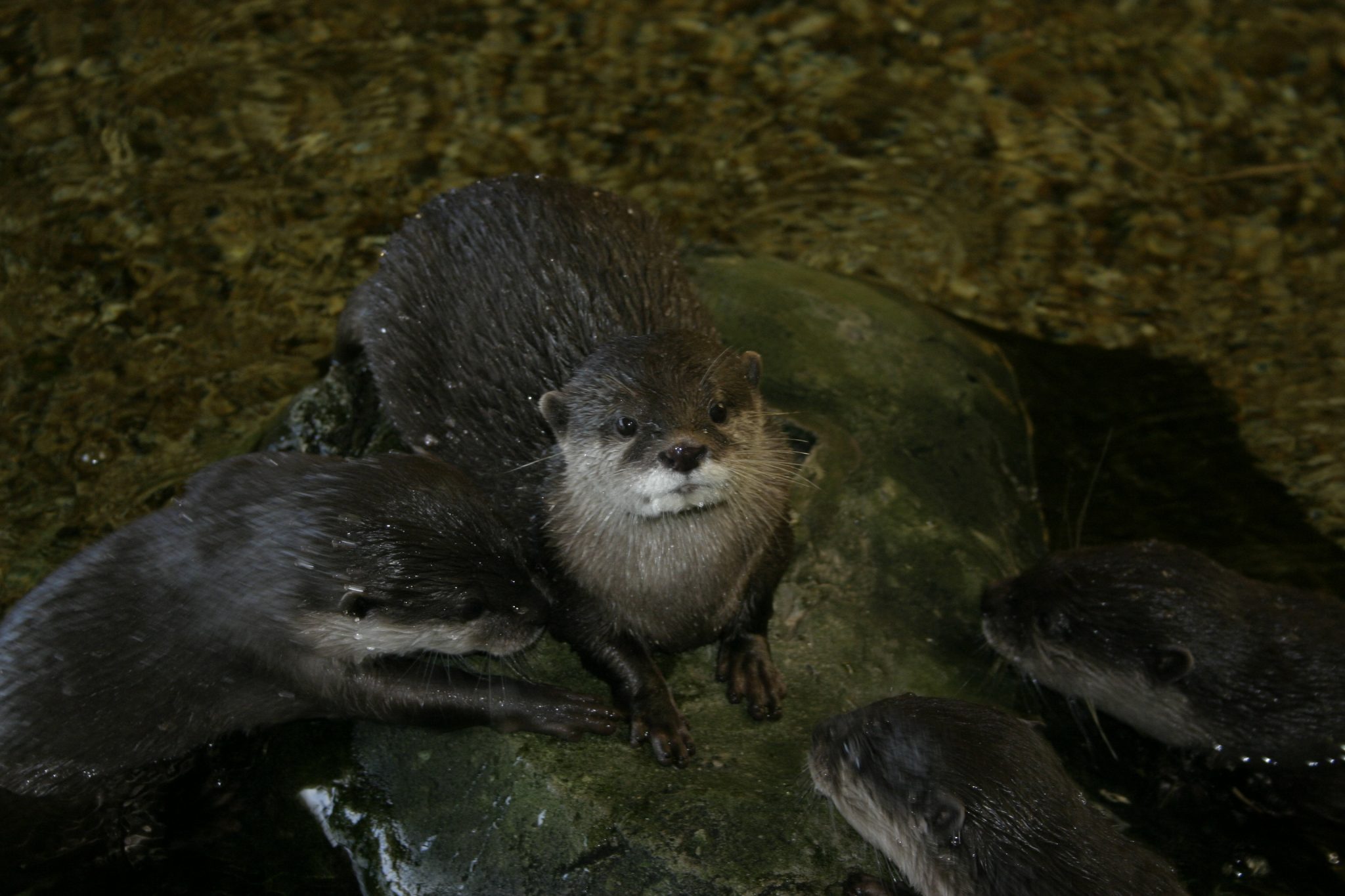 Incredible Facts About Otters | Bluereef Portsmouth