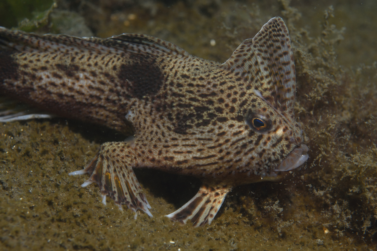 10 of the Most Unusual Fish in the Sea | Bluereef Portsmouth