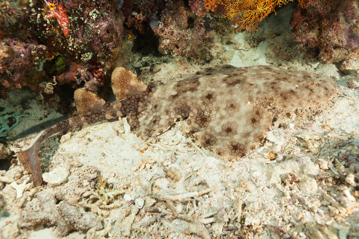 10 of the Most Unusual Fish in the Sea | Bluereef Portsmouth