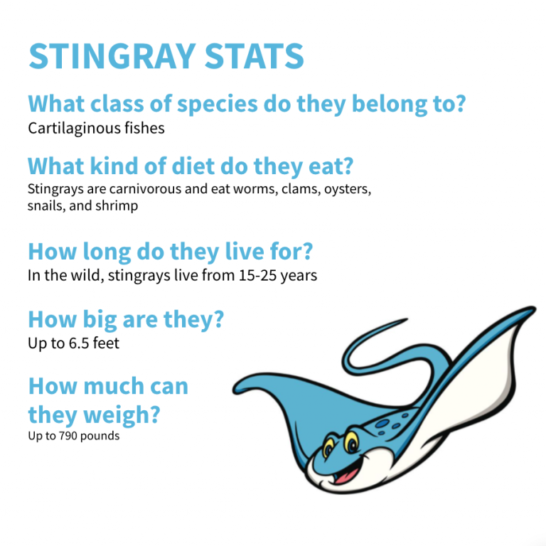 Exploring the Anatomy of a Stingray | Bluereef Portsmouth