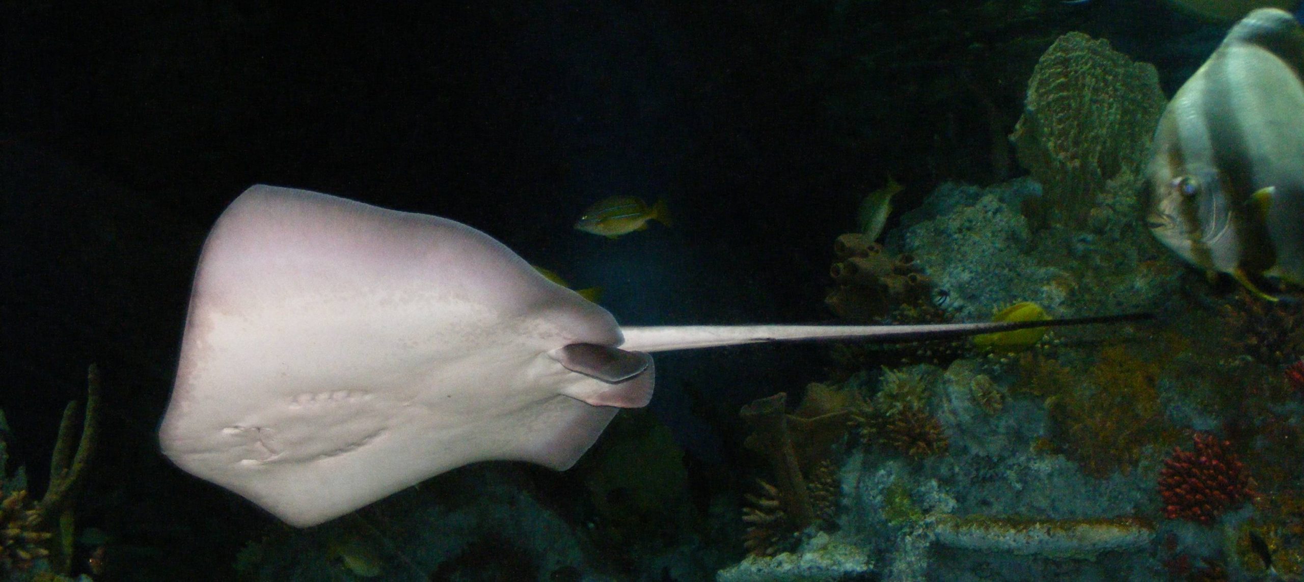 Exploring the Anatomy of a Stingray | Bluereef Portsmouth