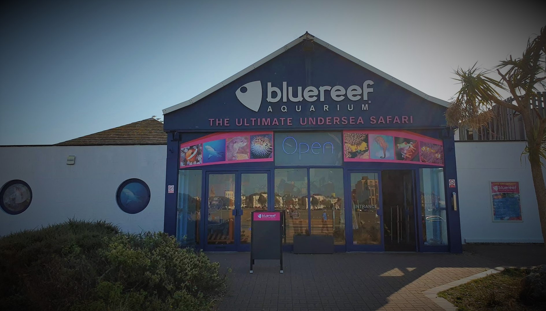 HUMMING CONGO FROGS IN TUNE AT AQUARIUM - Blue Reef Aquarium