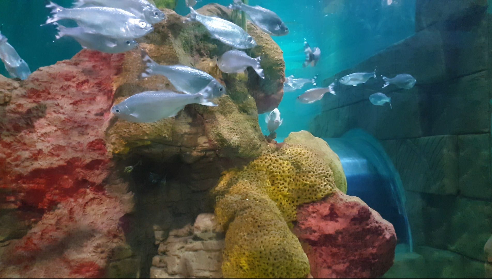 FISHY STOCK-TAKE AT BLUE REEF AQUARIUM - Blue Reef Aquarium