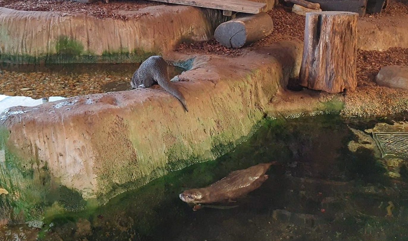 Jurassic Shark: A Timeline of Shark History - Blue Reef Aquarium