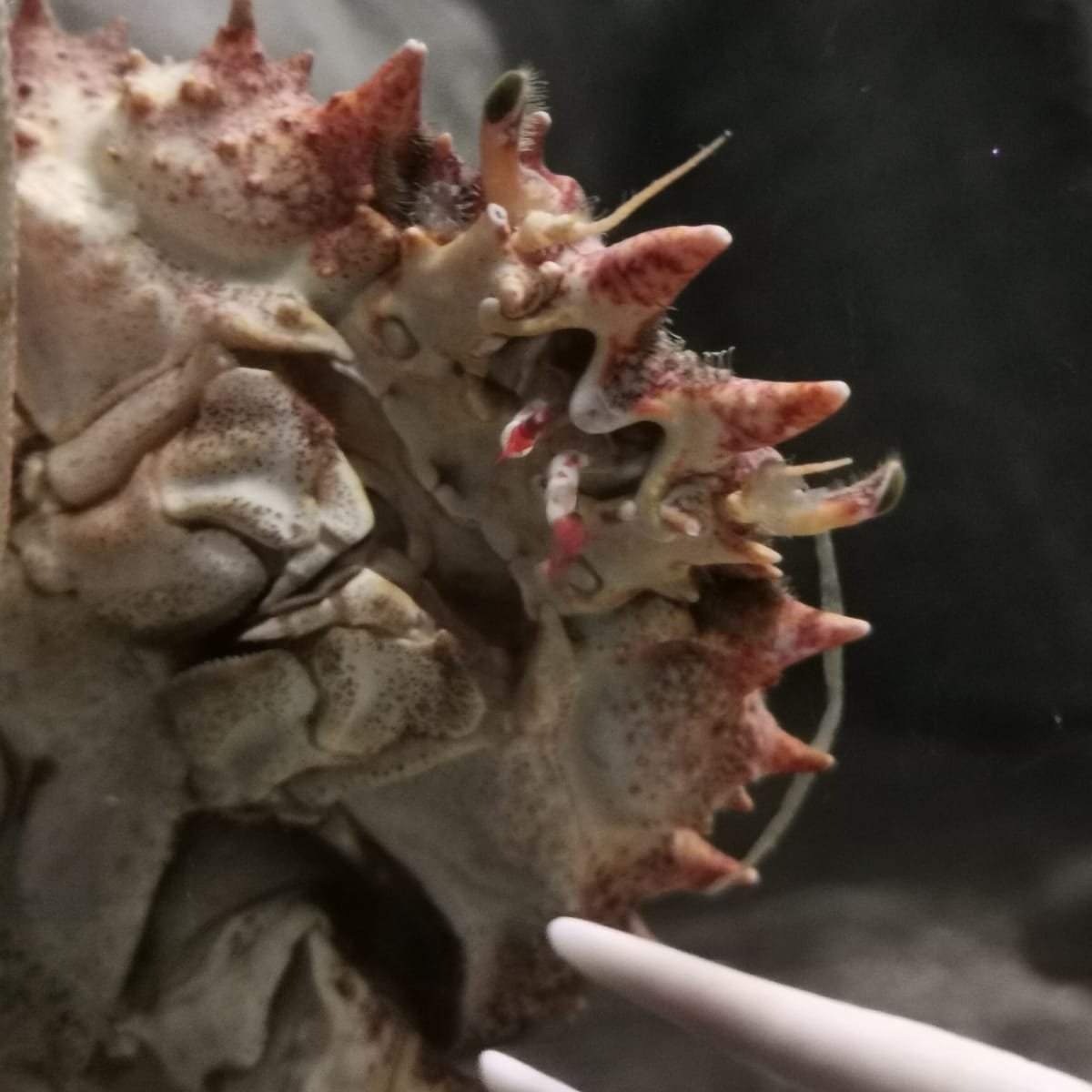 Beautiful sea creatures and where to find them in the UK - Blue Reef ...