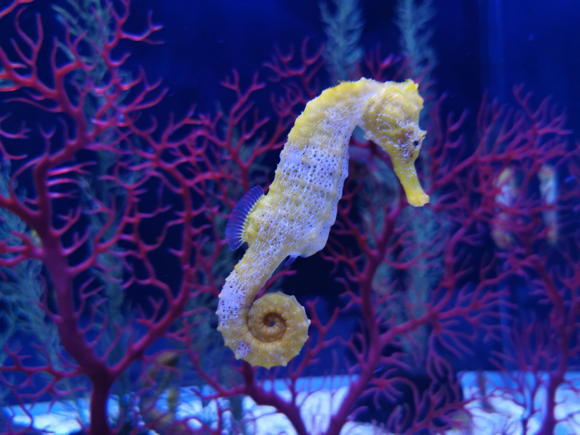 The Anatomy of Seahorses - Blue Reef Aquarium