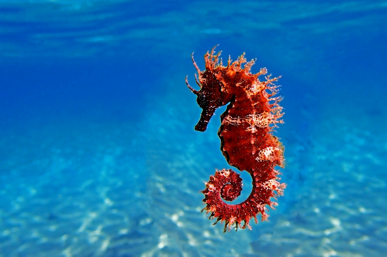 The Anatomy of Seahorses - Blue Reef Aquarium