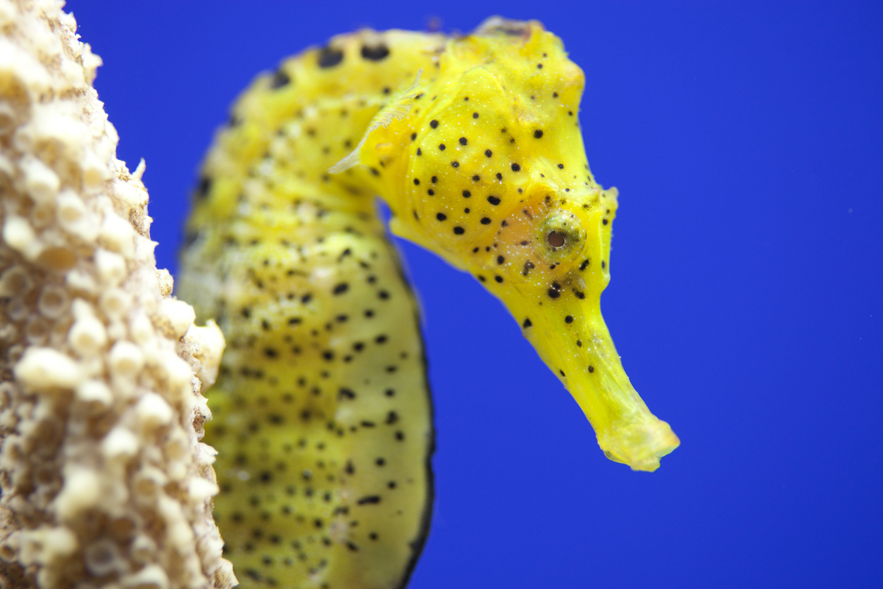 The Anatomy of Seahorses - Blue Reef Aquarium