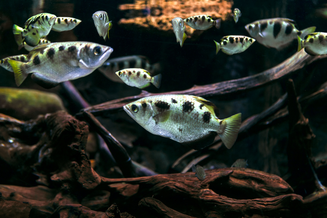Why Can’t Saltwater Fish Live in Freshwater? - Blue Reef Aquarium