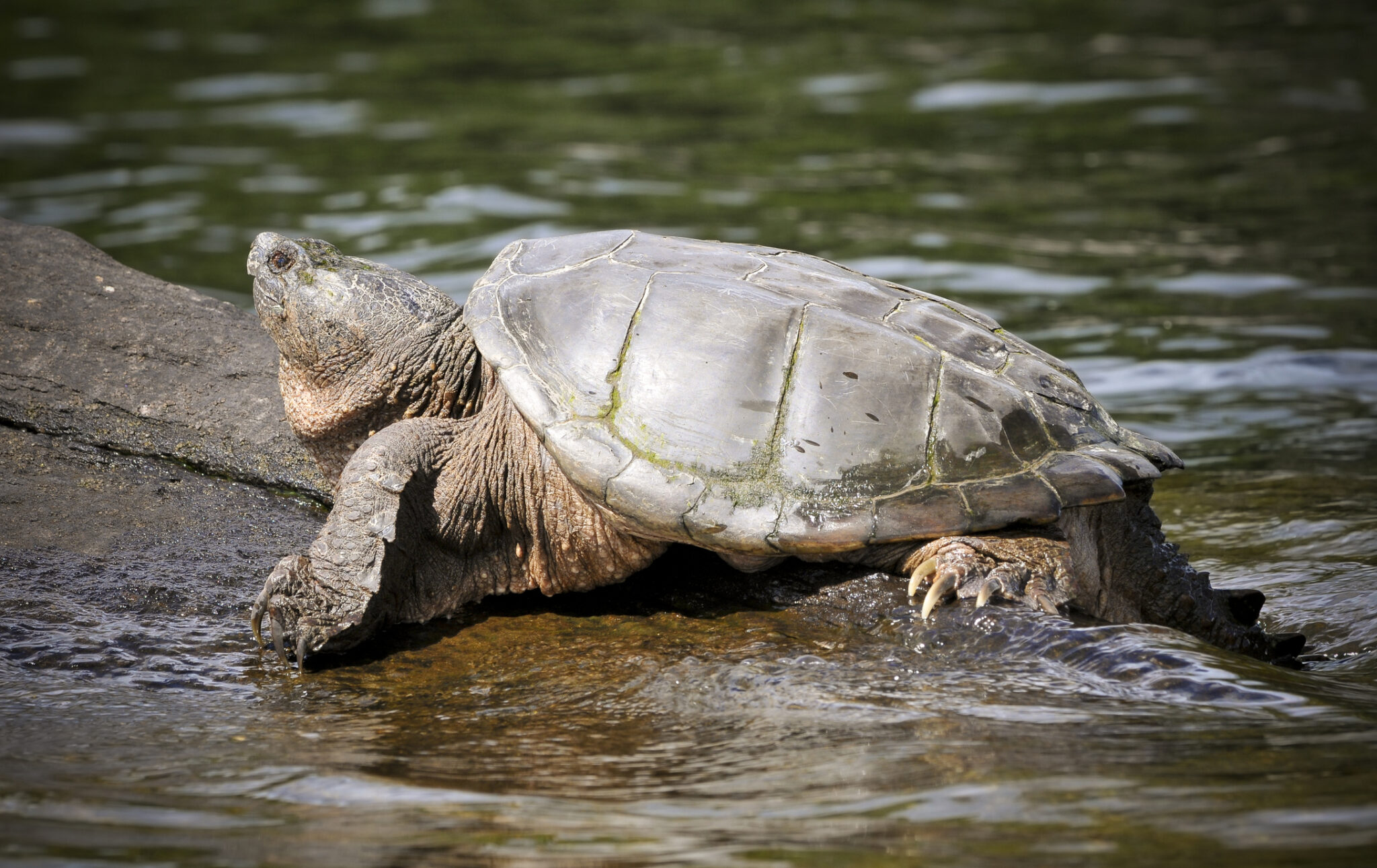 Everything You Need to Know About Snapping Turtles - Blue Reef Aquarium