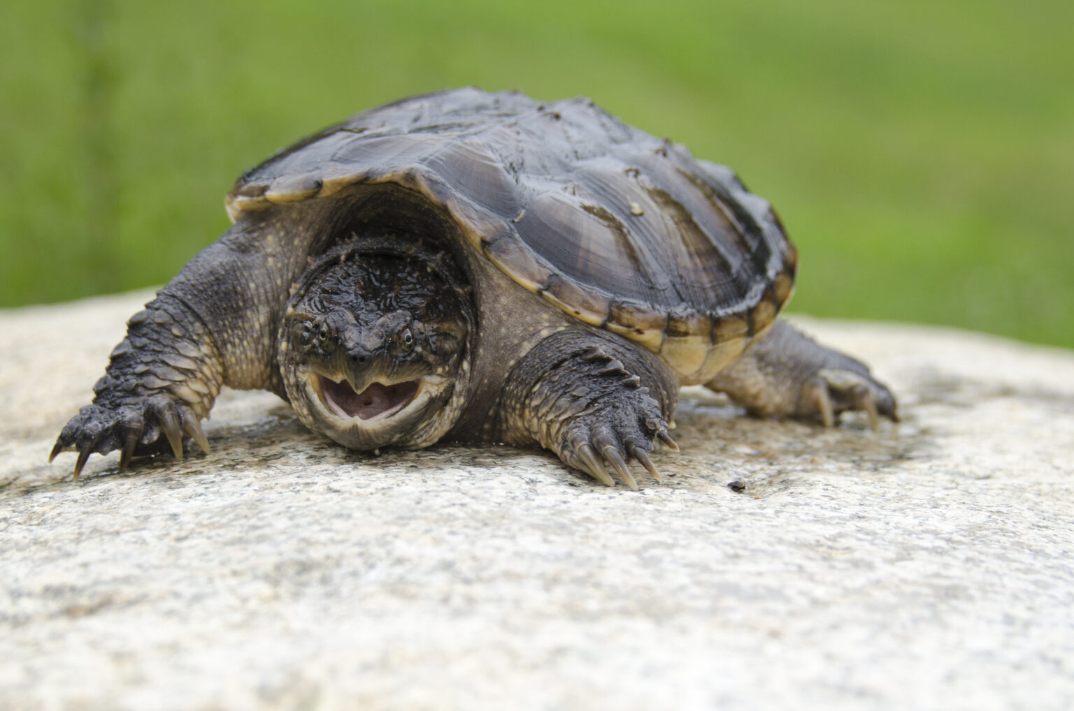 Everything You Need to Know About Snapping Turtles - Blue Reef Aquarium