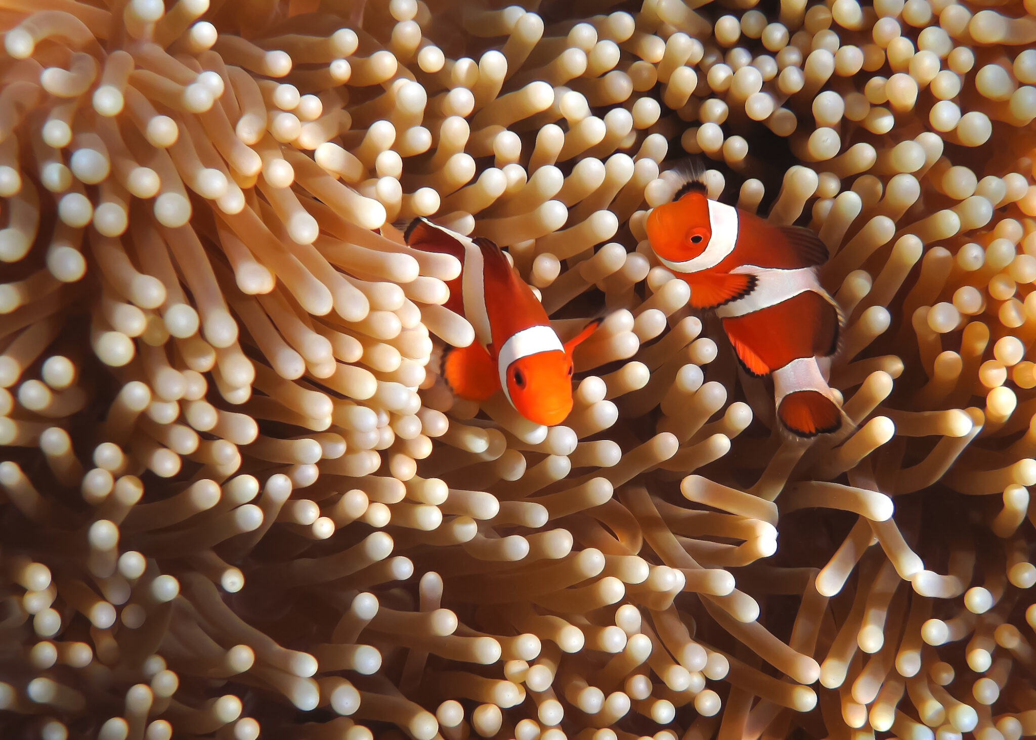 5 Fun Facts About Clownfish - Blue Reef Aquarium