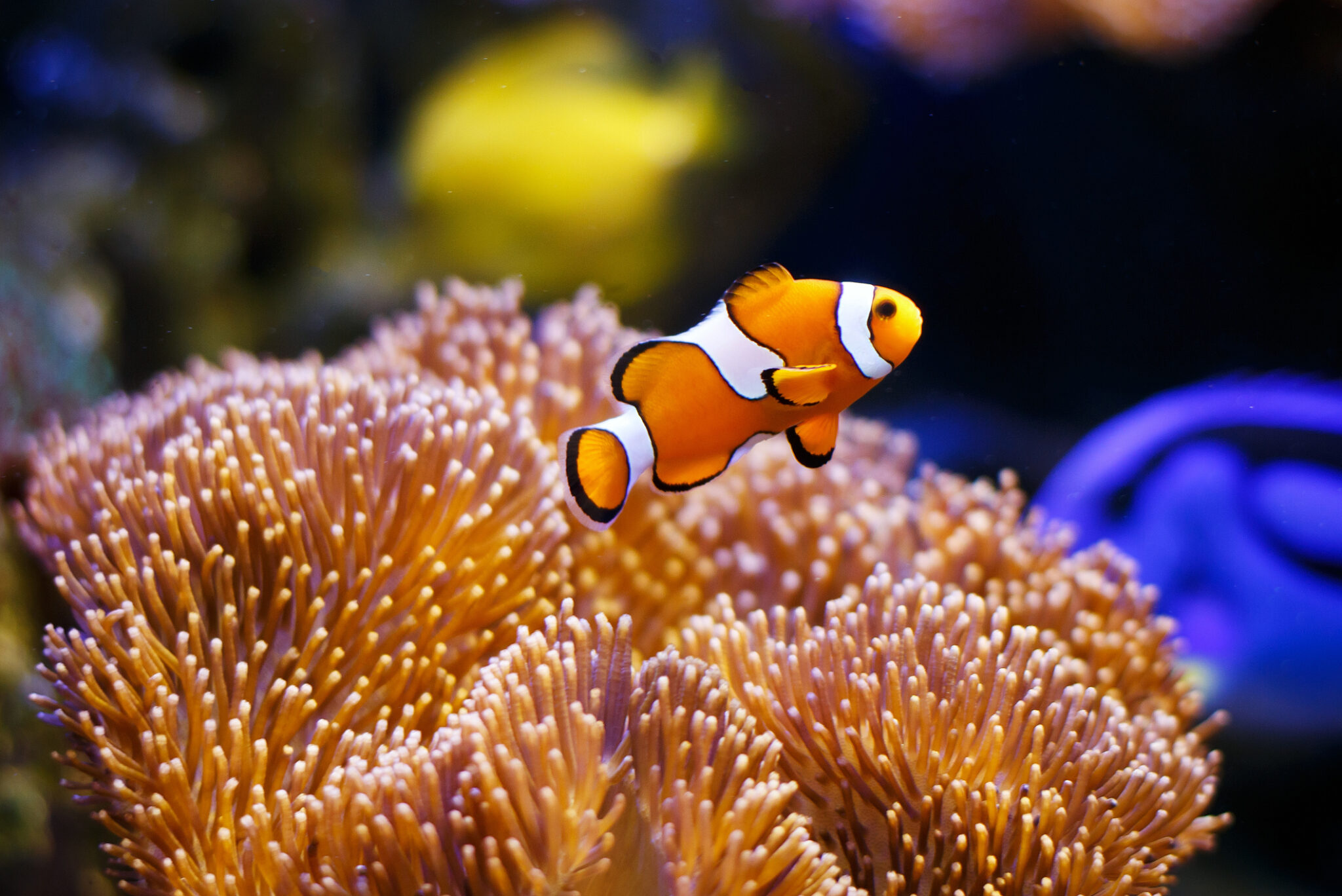 5 Fun Facts About Clownfish - Blue Reef Aquarium