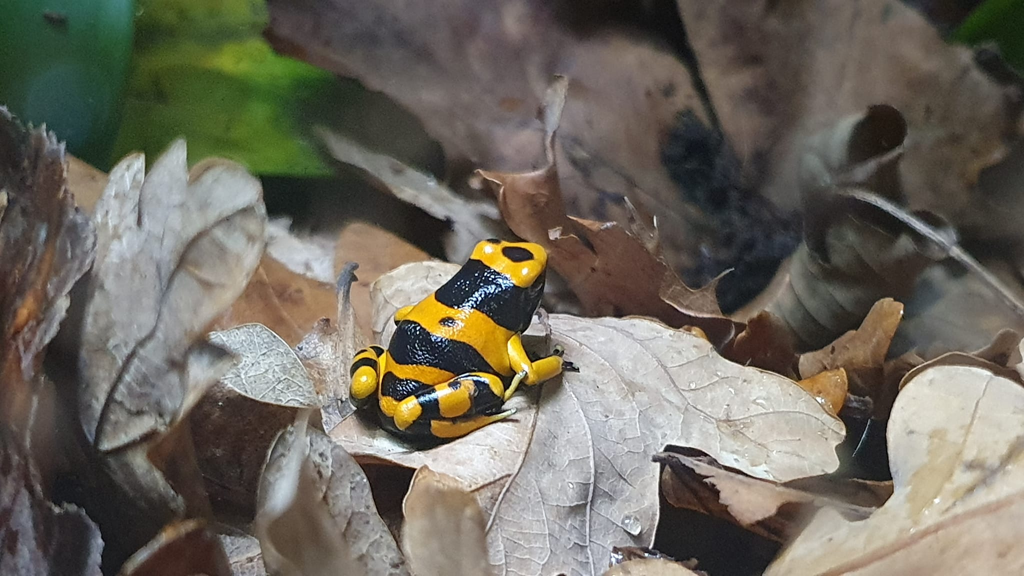 Bumblebee Poison Dart Frog - Blue Reef Aquarium