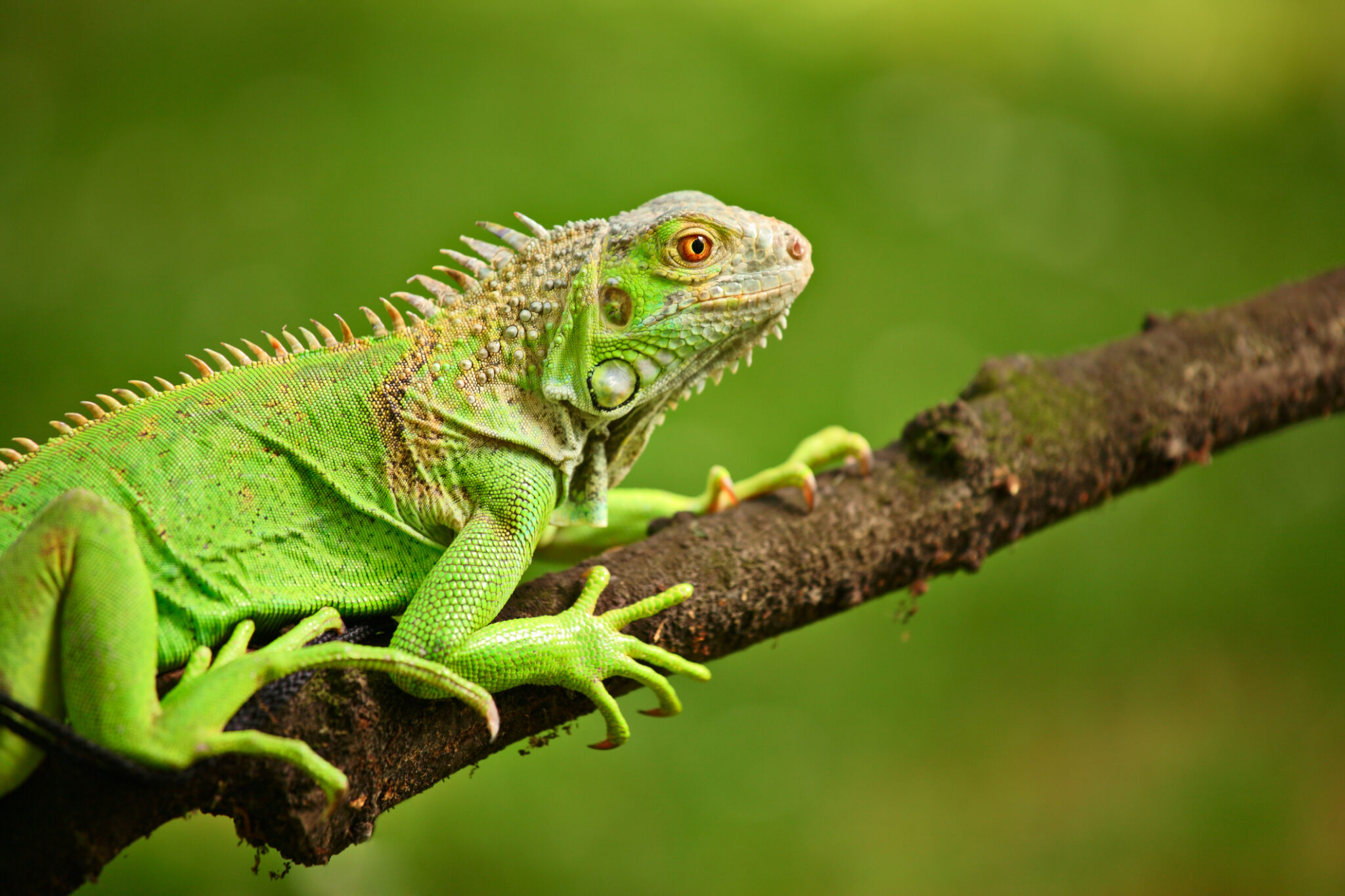 What is an Iguana? 7 Interesting Facts! - Blue Reef Aquarium